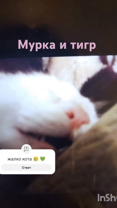 подержите меня хотя 😕с лайком жаль 😥кота вид. - YouTube