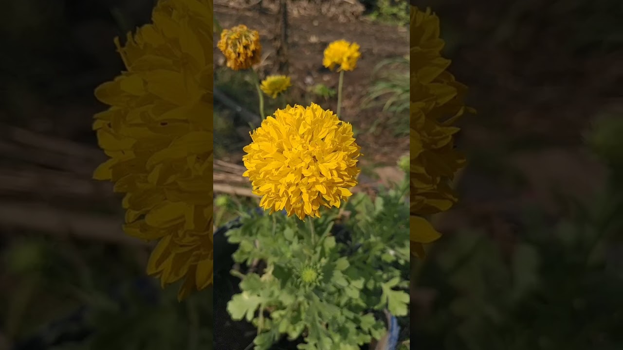 Well Growing Galanda Flower#shorts #video #galanda - YouTube