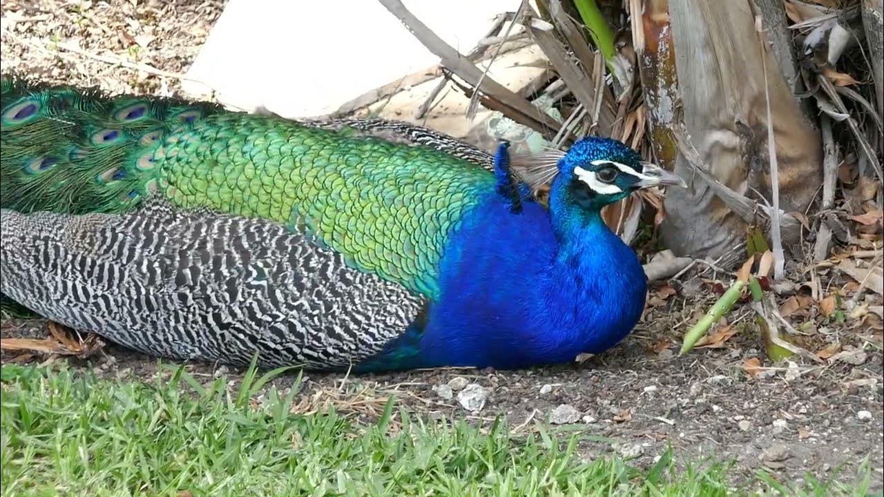 Peacocks Hollywood Forever Cemetery Los Angeles California USA April 20 ...