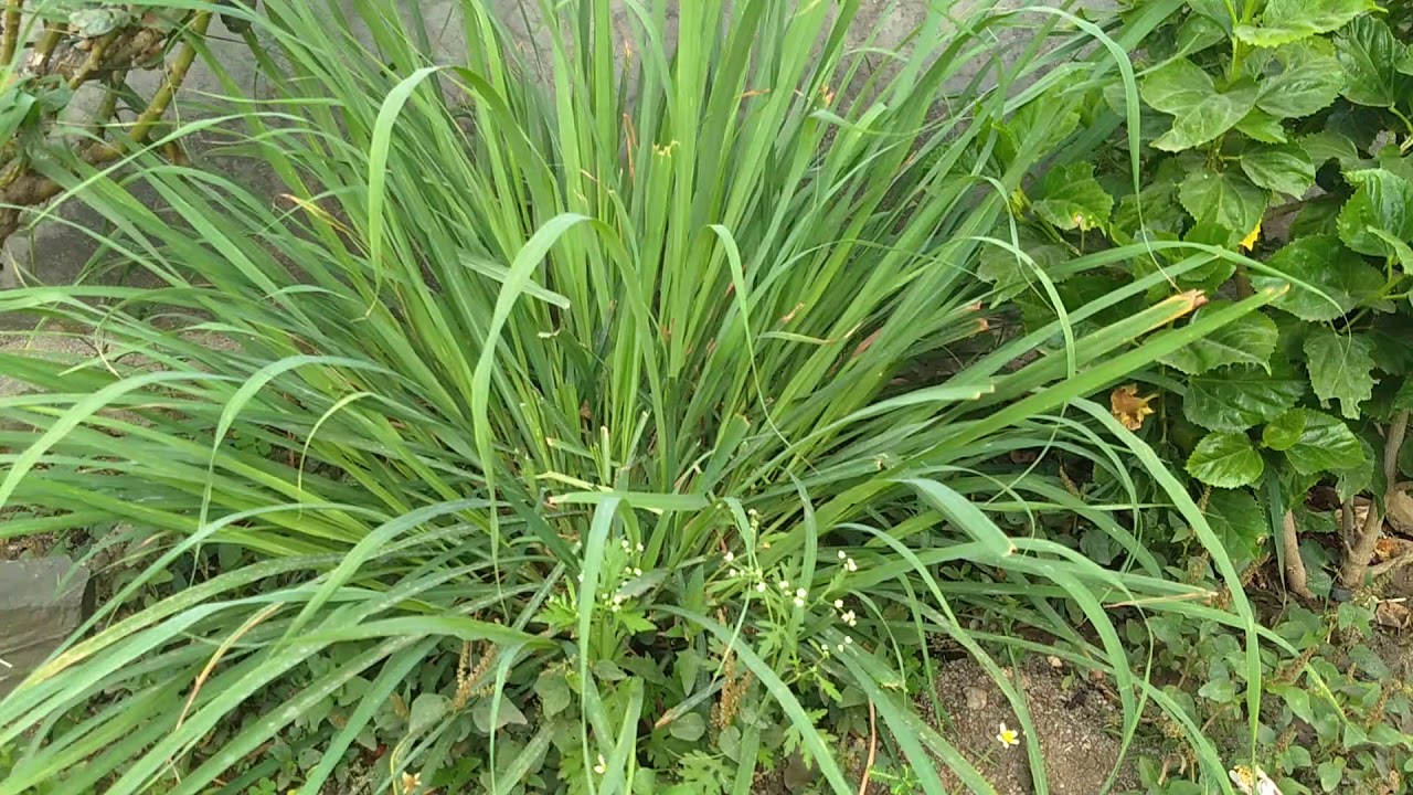 tea grass plant gavati chaha plant - YouTube