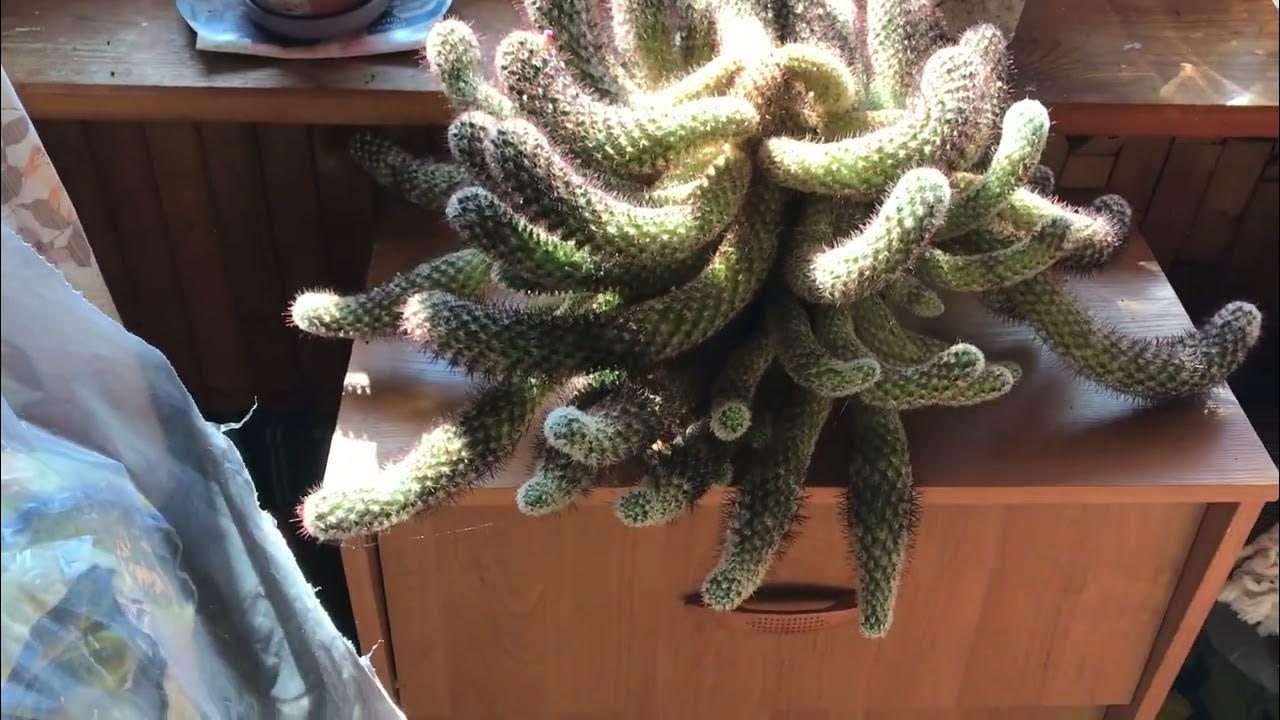 My cacti - YouTube