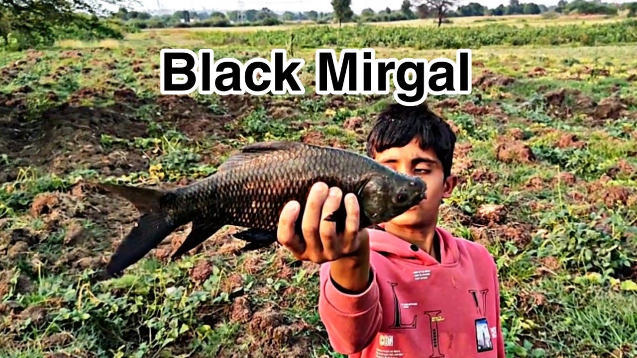 Black Mirgal aur rohu machhali ka shikar || hook fishing video Ms ...