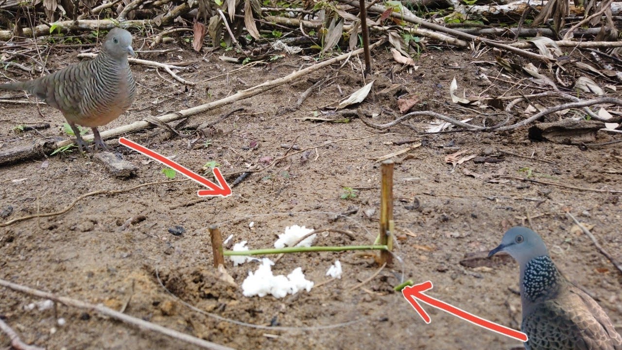 SURVIVAL SKILL- cara cara membuat jerat burung tekukur,wak wak dan ...