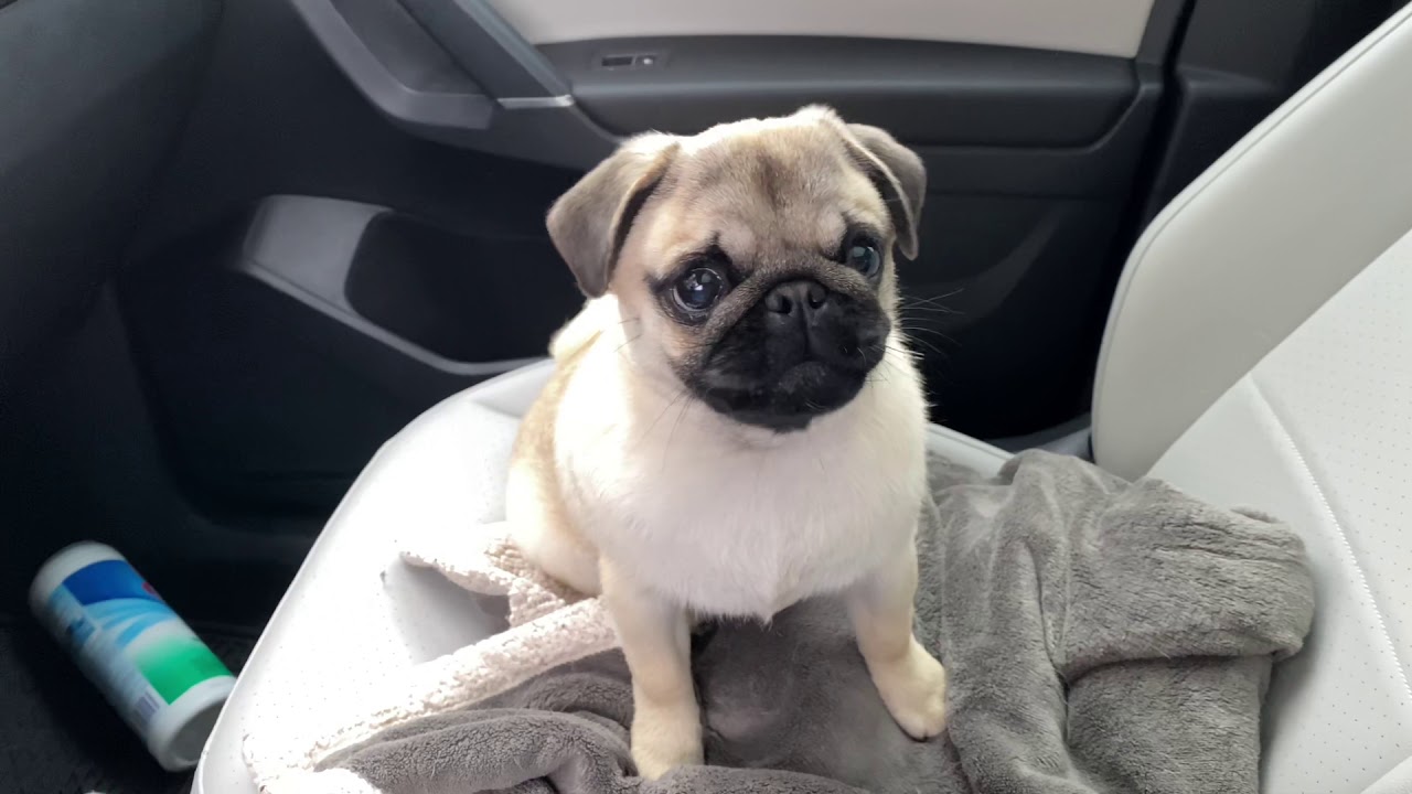 Voice training teaching a Pug Puppy - YouTube