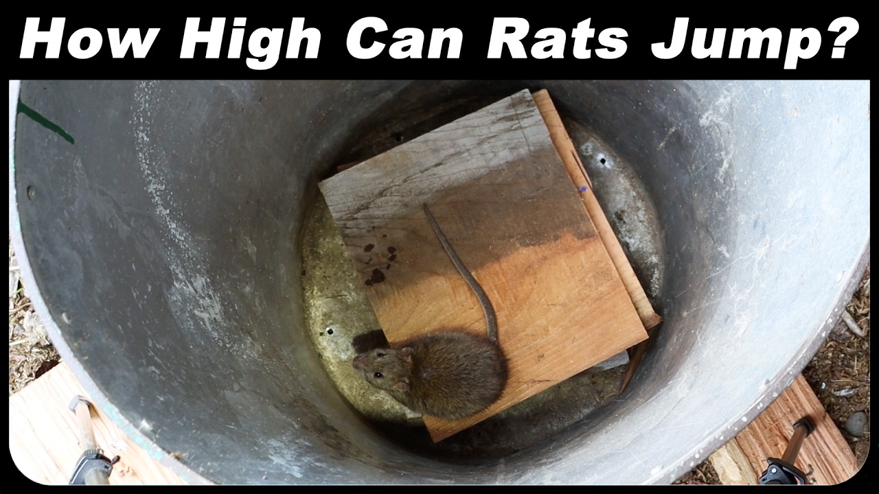 How High Can A Rat Jump? Rat High Jump Test. Mousetrap Monday - YouTube