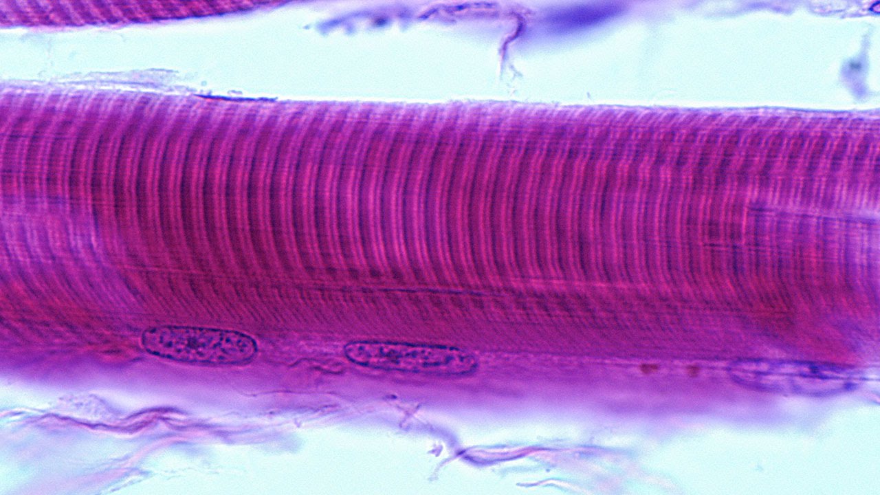 Human Physiology - Myofilament Structure: The Thick Filament - YouTube