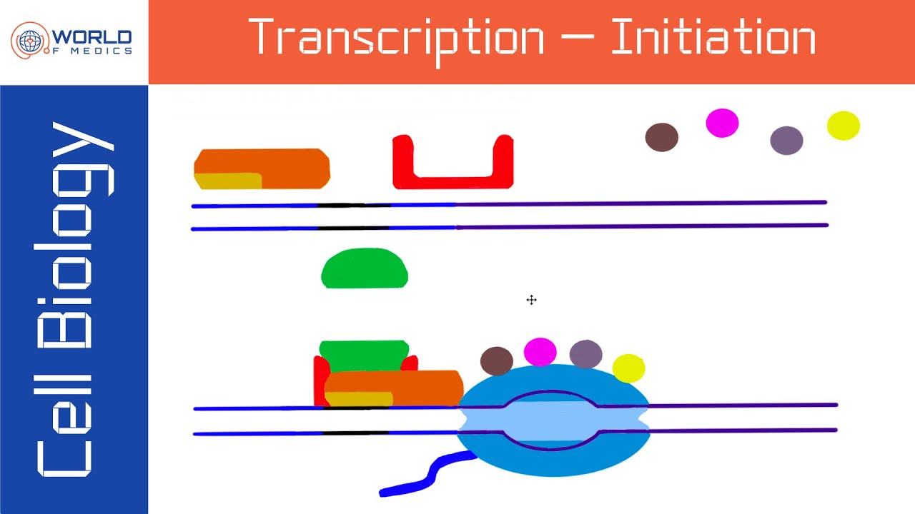 DNA Transcription - Initiation (Part 1) | Cell Biology - YouTube