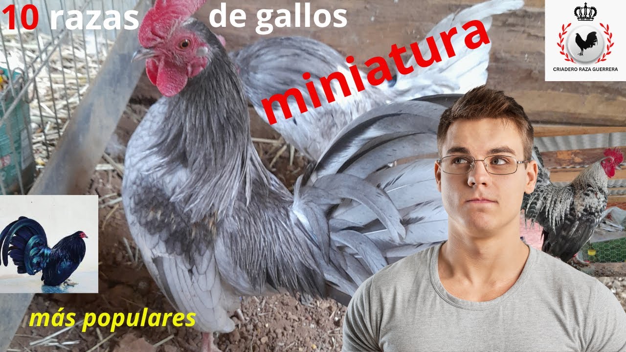 "10 increíbles razas de gallos miniaturas: descubre estas pequeñas ...