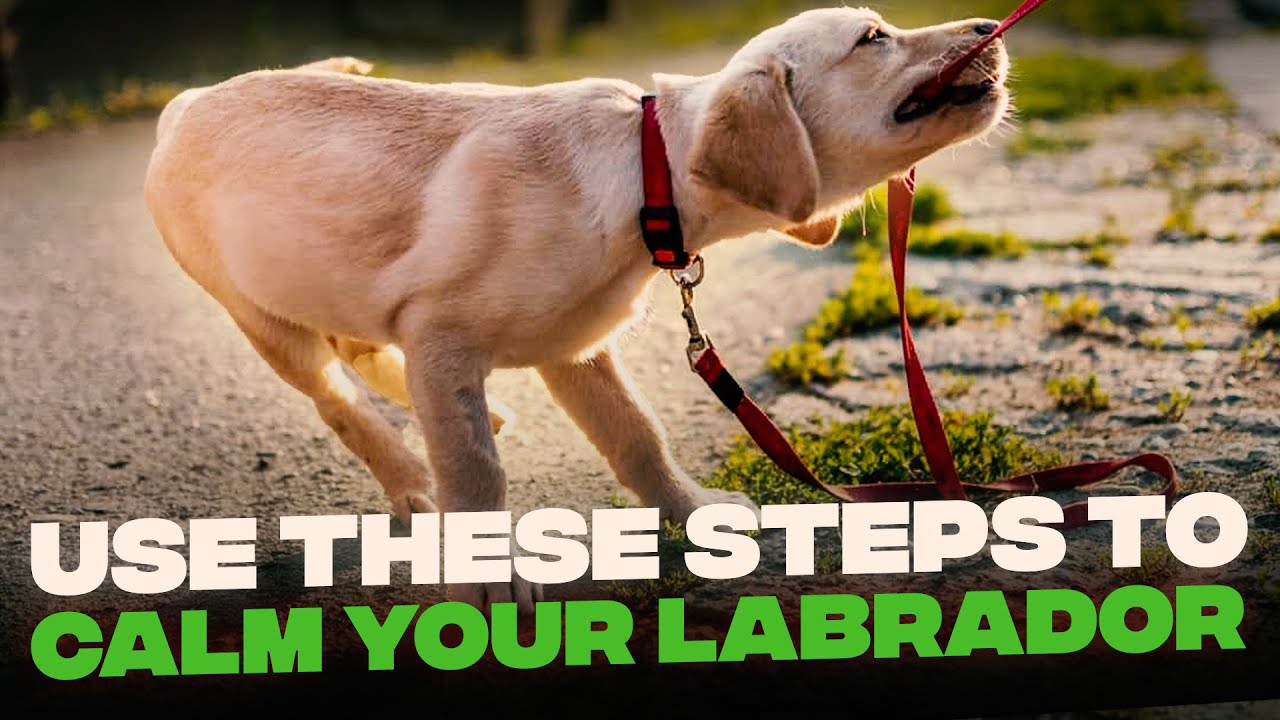 How to Stop a Labrador Puppy's Aggressive Behavior (5 Effective Steps ...
