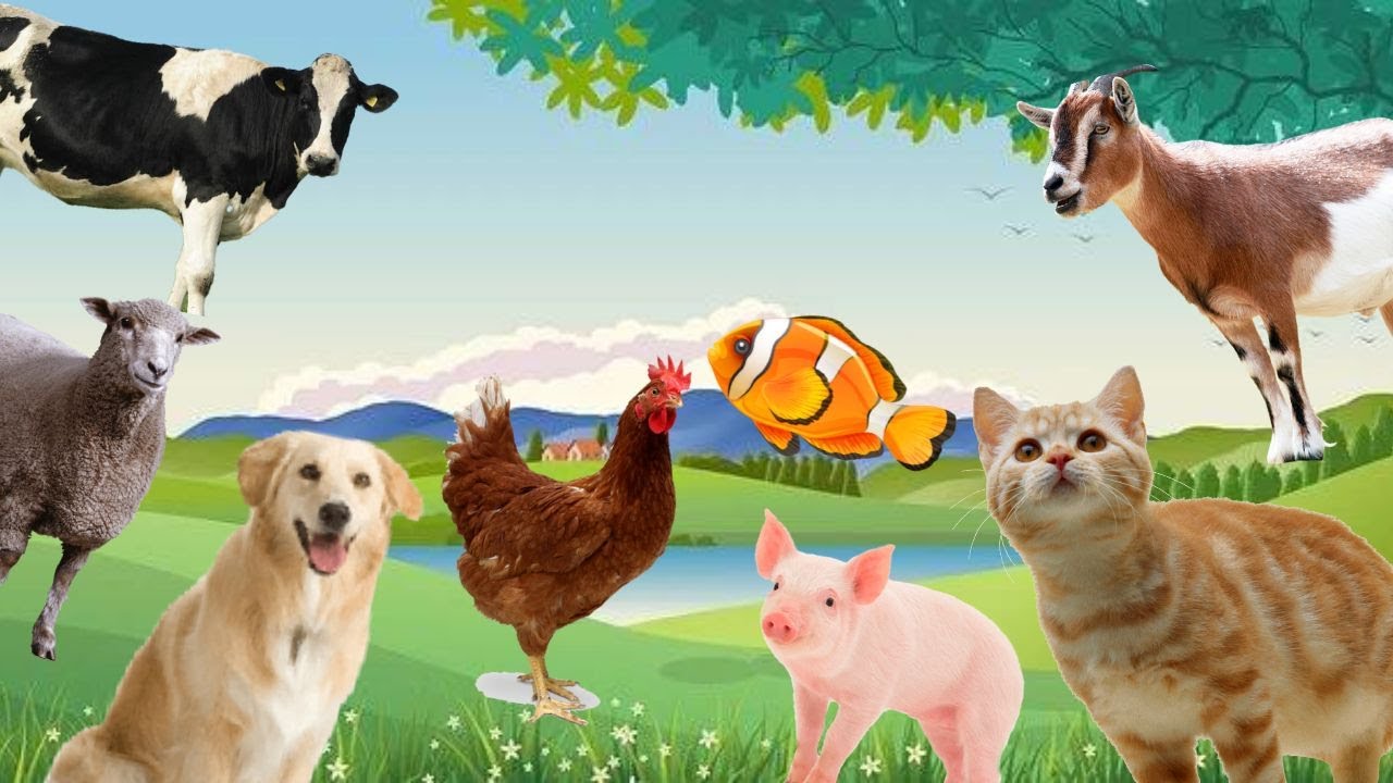 Interesting sounds of pet animals, dogs, cats, geese, fish, goats - YouTube