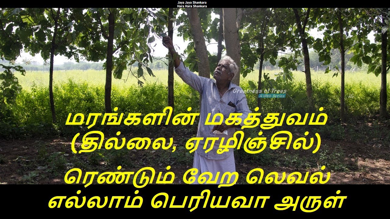 Greatness of Trees - Thillai and Angola (தில்லை, ஏரழிஞ்சில்) - YouTube