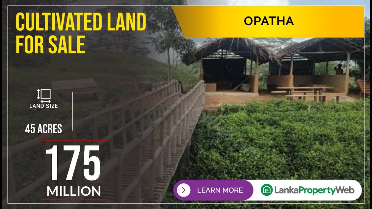 45 Acres tea land in Matara district morawaka banagala opatha ( Price ...