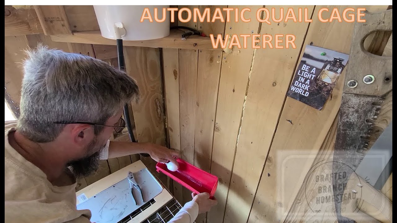 Automatic Quail Cage Waterer Install - YouTube