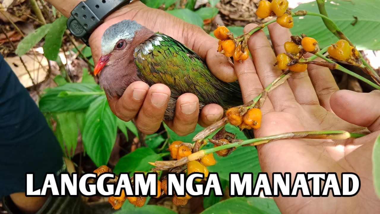 LANGGAM NGA MANATAD - YouTube