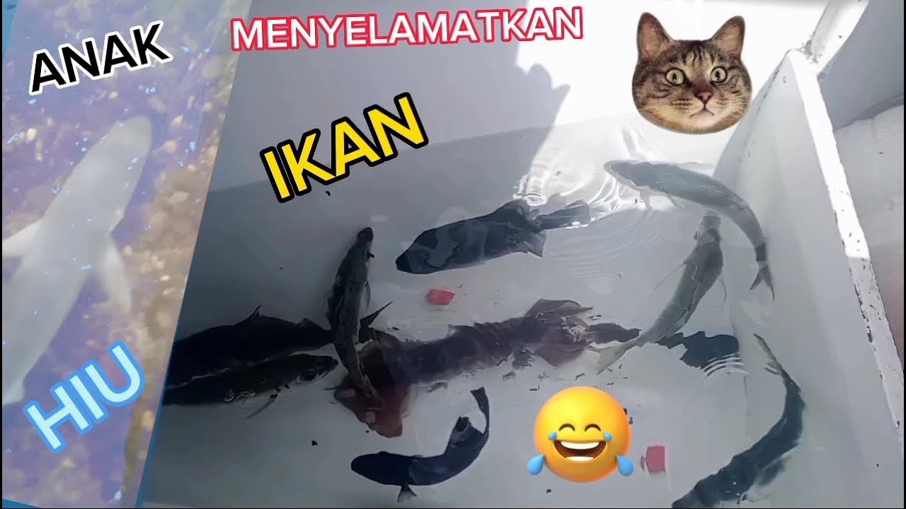 Perahu ketinting kecil dapat anak hiu dan ikan katombo comi dan pogot ...