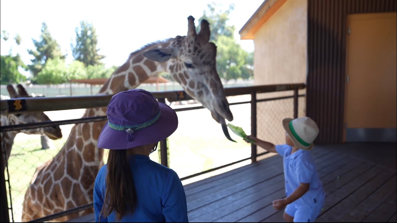 Zoo Adventures: Feeding Giraffes and Golfing with Eddie and Coach in ...