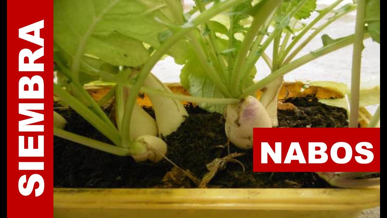 COMO SEMBRAR Y DESAHIJAR PLANTAS DE NABO EN MACETAS - YouTube