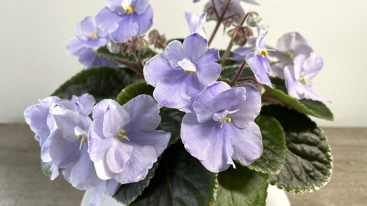 African Violets - BUCKEYE NOSTALGIA - YouTube