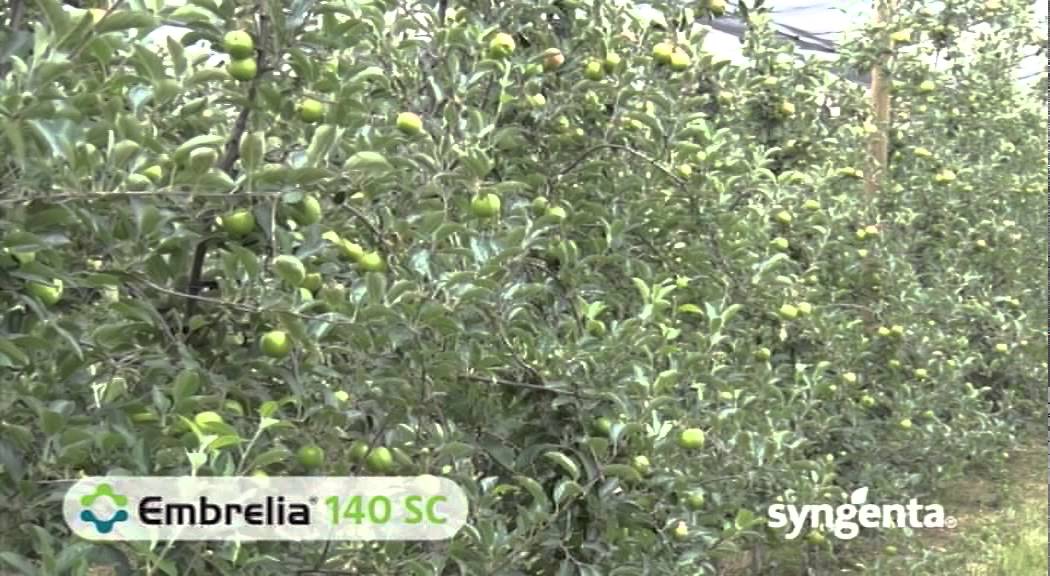 Kvalitetna zastita jabuke, Embrelia, Syngenta U nasem ataru 584 - YouTube