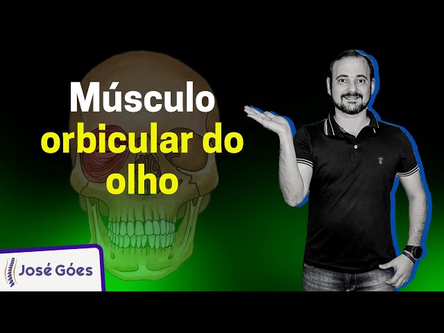 Origem E Insercao Do Orbicular Do Olho Músculos Da Face | Concise
