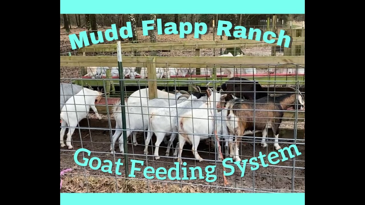 Goat Feeding System - YouTube