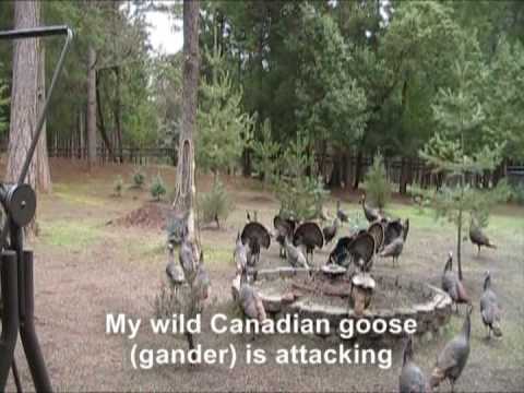 Gander and Turkey Fight - YouTube