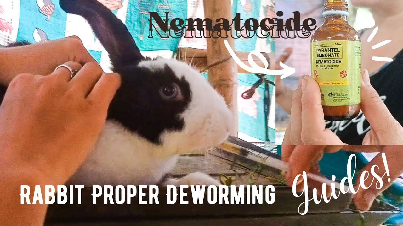 Rabbit Deworming Guides (Philippines)🐇 ️ - YouTube