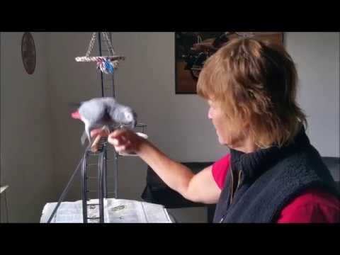 African Grey Parrot using sign language (YES, sign language), Episode 8 ...