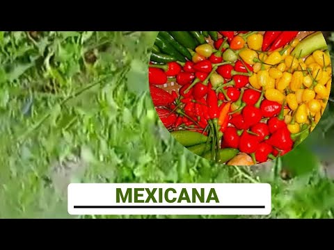SÃO MUITOS PÉS DE PIMENTA MEXICANA! - YouTube