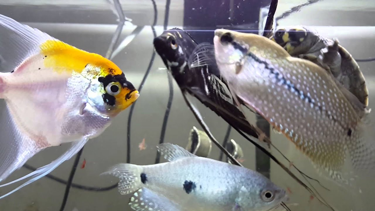 acuario de peces amazonicos - YouTube
