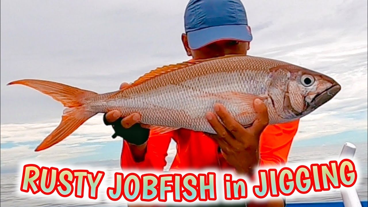 ISDANG SIPI | RUSTY JOBFISH - YouTube