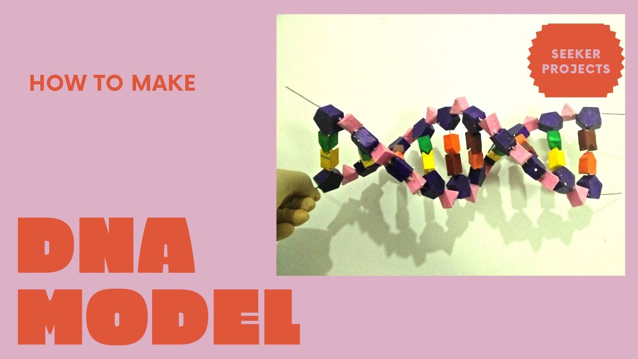 How to make a DNA model for your school project - YouTube