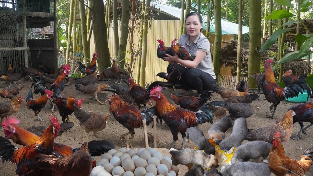 Selling Free-range Chicken Eggs, Duck Eggs, Wild Chickens. Taking Care ...