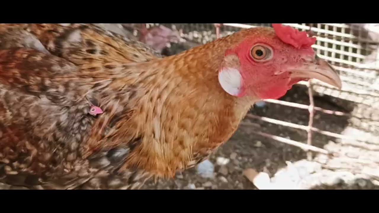 Dome /Bulik 4months - YouTube