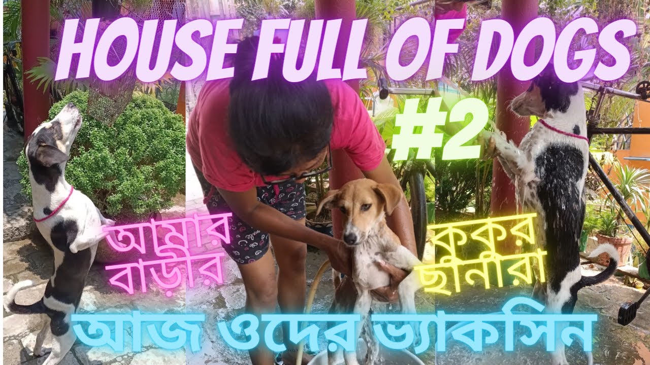 House full of dogs - Part -2 || আমার বাড়ীর কুকুর বাচ্চারা || Room full ...