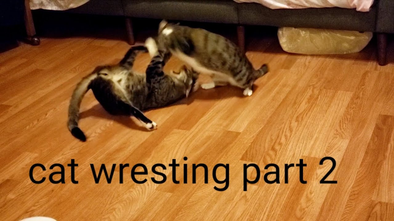 cat wrestling part 2 - YouTube