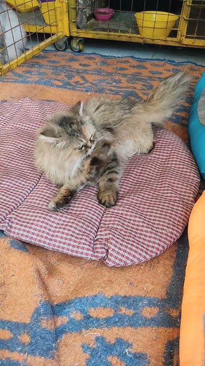Кошачий приют в Хургаде Youtube