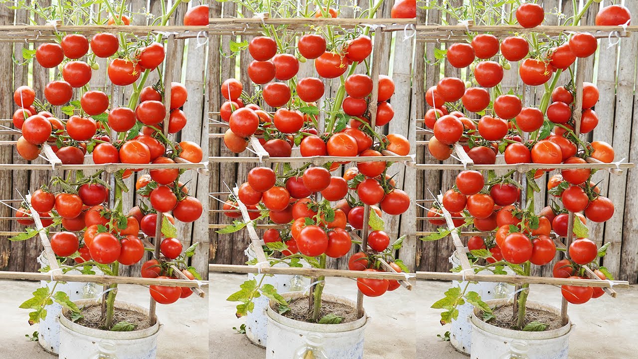 How To Grow Tomatoes In Plastic Crates! Simple But High Yield! - YouTube