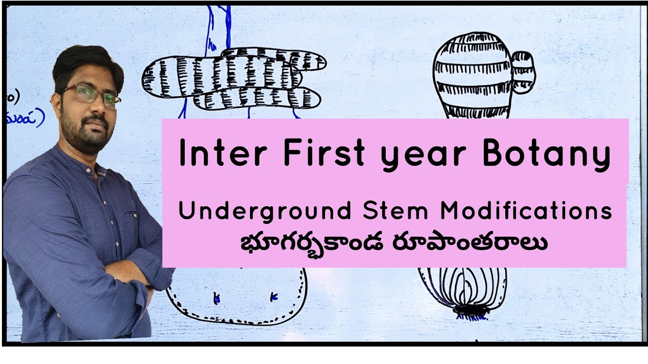How to Draw Underground Stem Modifications in Easy way | భూగర్భకాండ ...