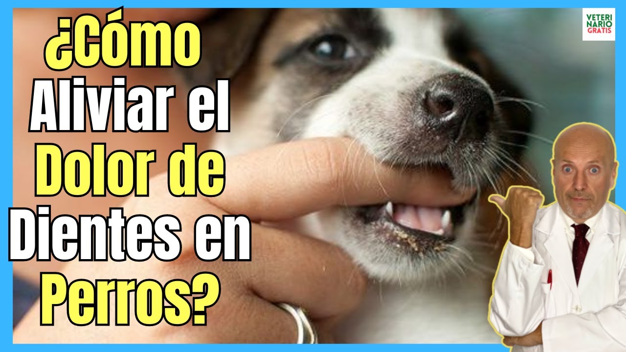 🔴 ¿CÓMO ALIVIAR EL DOLOR DE DIENTES EN PERROS CACHORROS Y ADULTOS? 🔴 ...