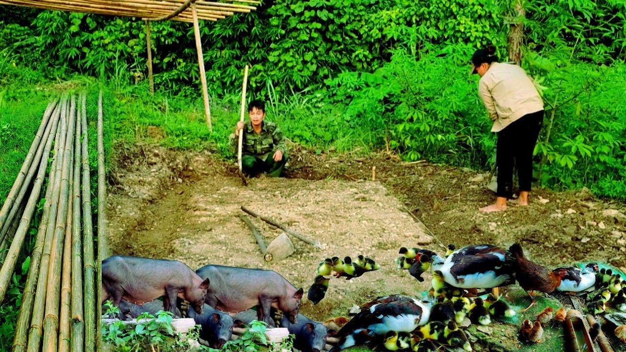 hunting and filling the ground, preparing to build a new pig house ...