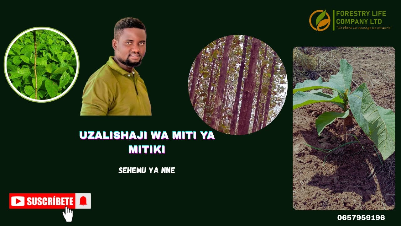 UZALISHAJI MITI YA MITIKI (Sehemu ya nne) - YouTube