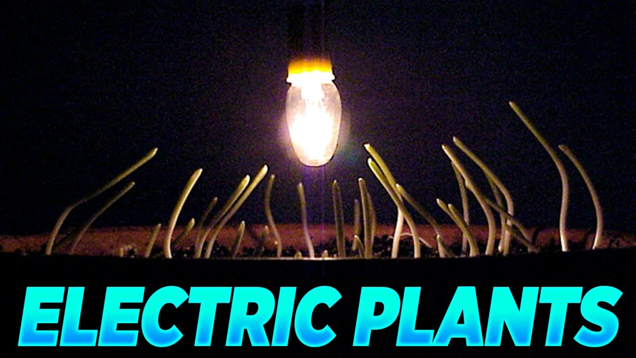 Growing Plants With Electricity? ⚡ | Protein Water Filter | Cancer ...