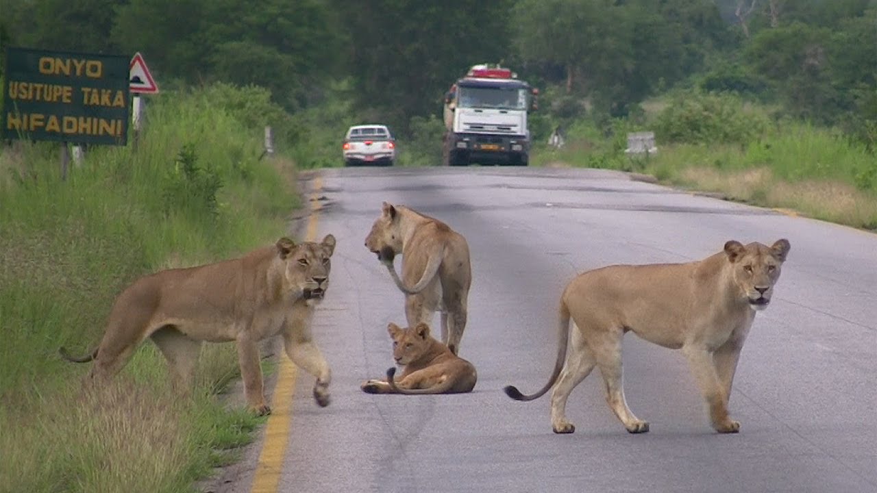 Pride of LIONS crossing the road - Mikumi National Park, Tanzania - YouTube