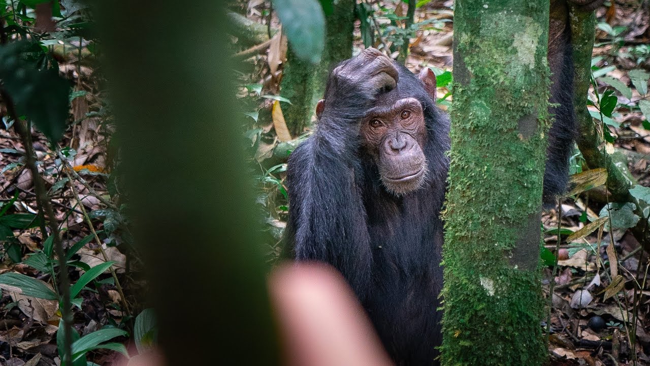 Wild Chimp Encounter | Uganda Series Ep 3 - YouTube