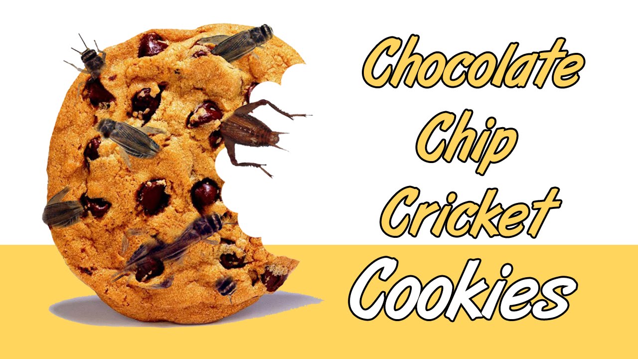 Chocolate Chip Cricket Cookies - YouTube