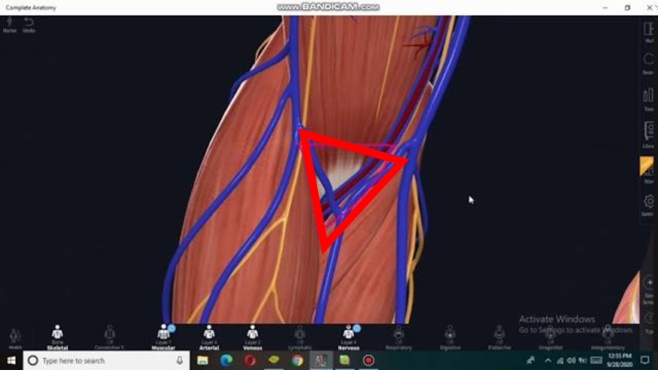 Cubital Fossa Anatomy - Cubital Fossa Lecture - YouTube