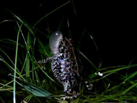 Oak Toad (Bufo quercicus) calling - YouTube