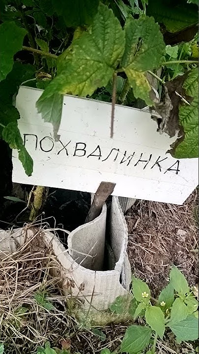 малина Похвалинка - YouTube