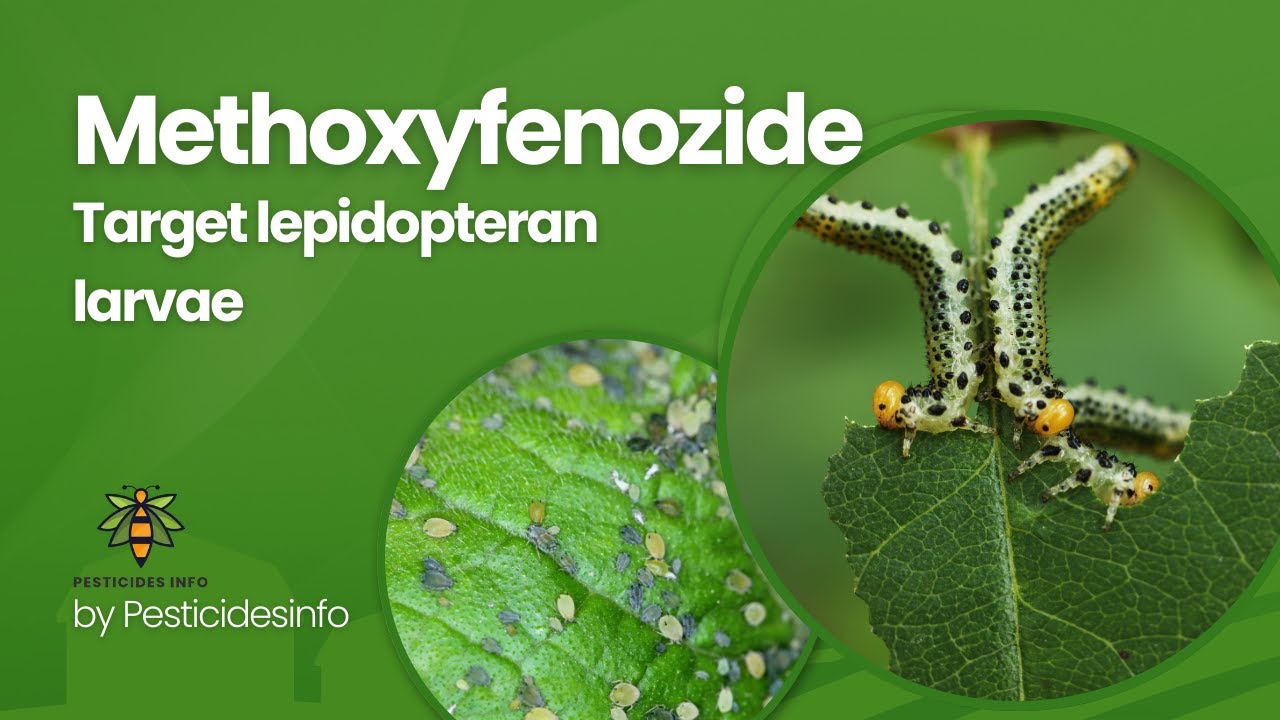 Methoxyfenozide Insecticide: Mode of Action, formulation, Uses, and ...